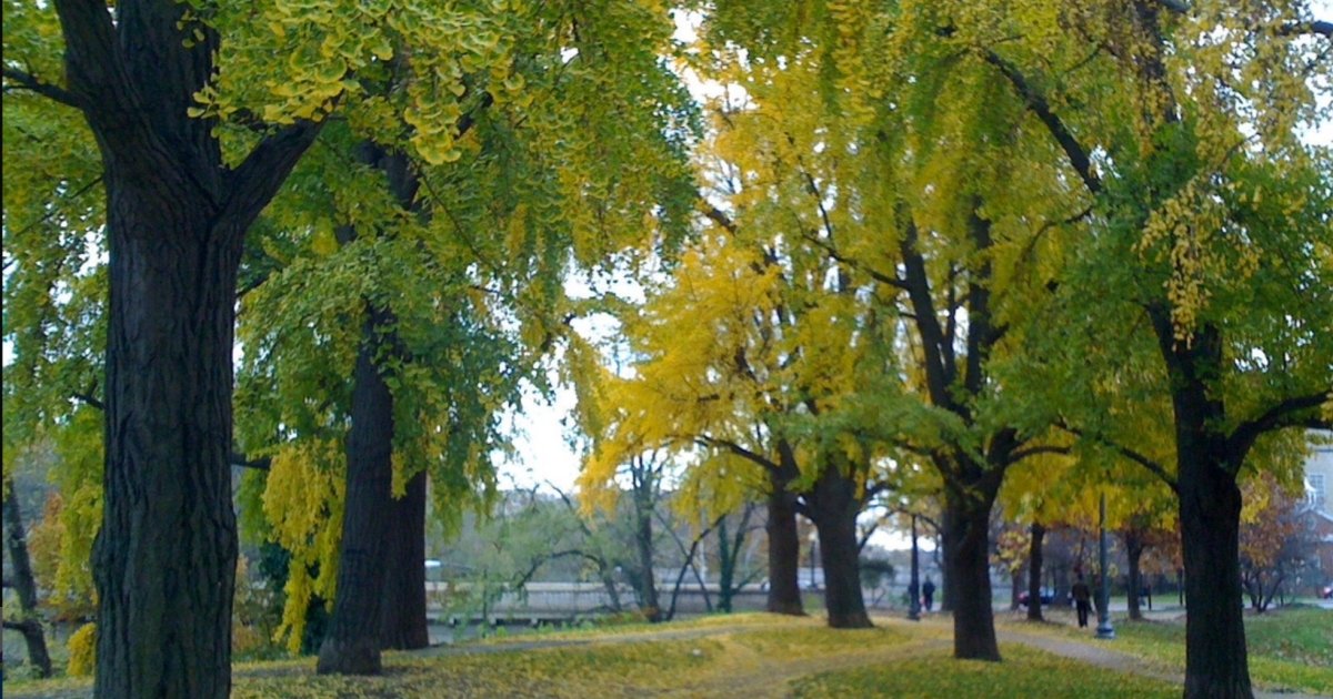 Washington's Rose Park and the Lessons of Welcoming Public Space ...