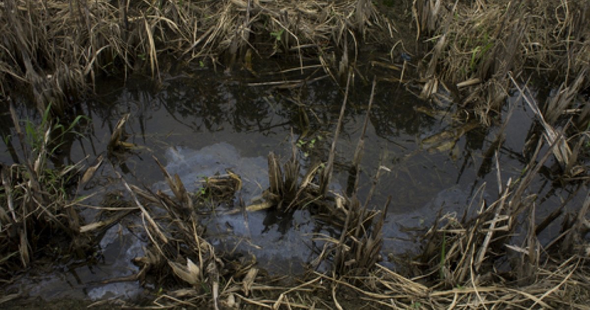 Dealing with a Toxic Legacy: Soil Pollution in China | Wilson Center