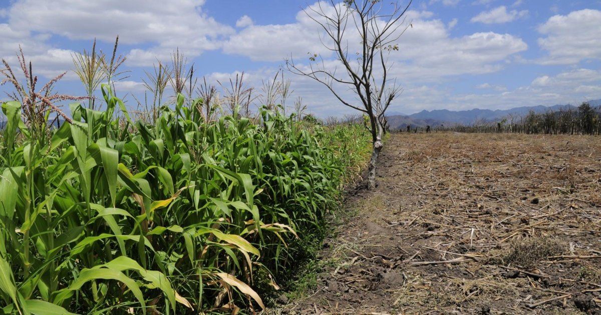 Food Insecurity in the Northern Triangle: Leveraging Agricultural ...