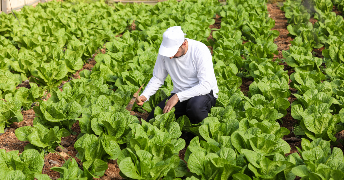 Food Insecurity in Palestine: A Future for Farmers | Wilson Center