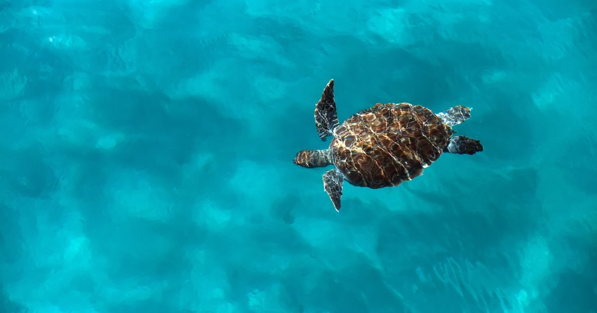 Our Ocean Countdown, Greece 2024: An Ocean of Potential | Wilson Center