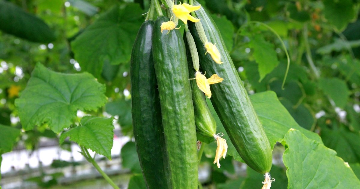 Most US Fresh Cucumbers are Imported from Mexico | Wilson Center