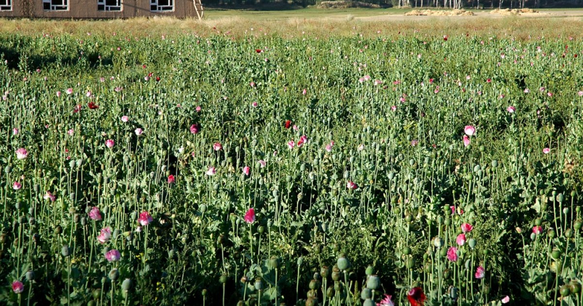 Opium Poppy Cultivation in Afghanistan Appears To Be Declining—At a ...