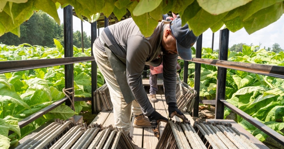 US Farm Labor and H-2A Visas: The Road Ahead | Wilson Center